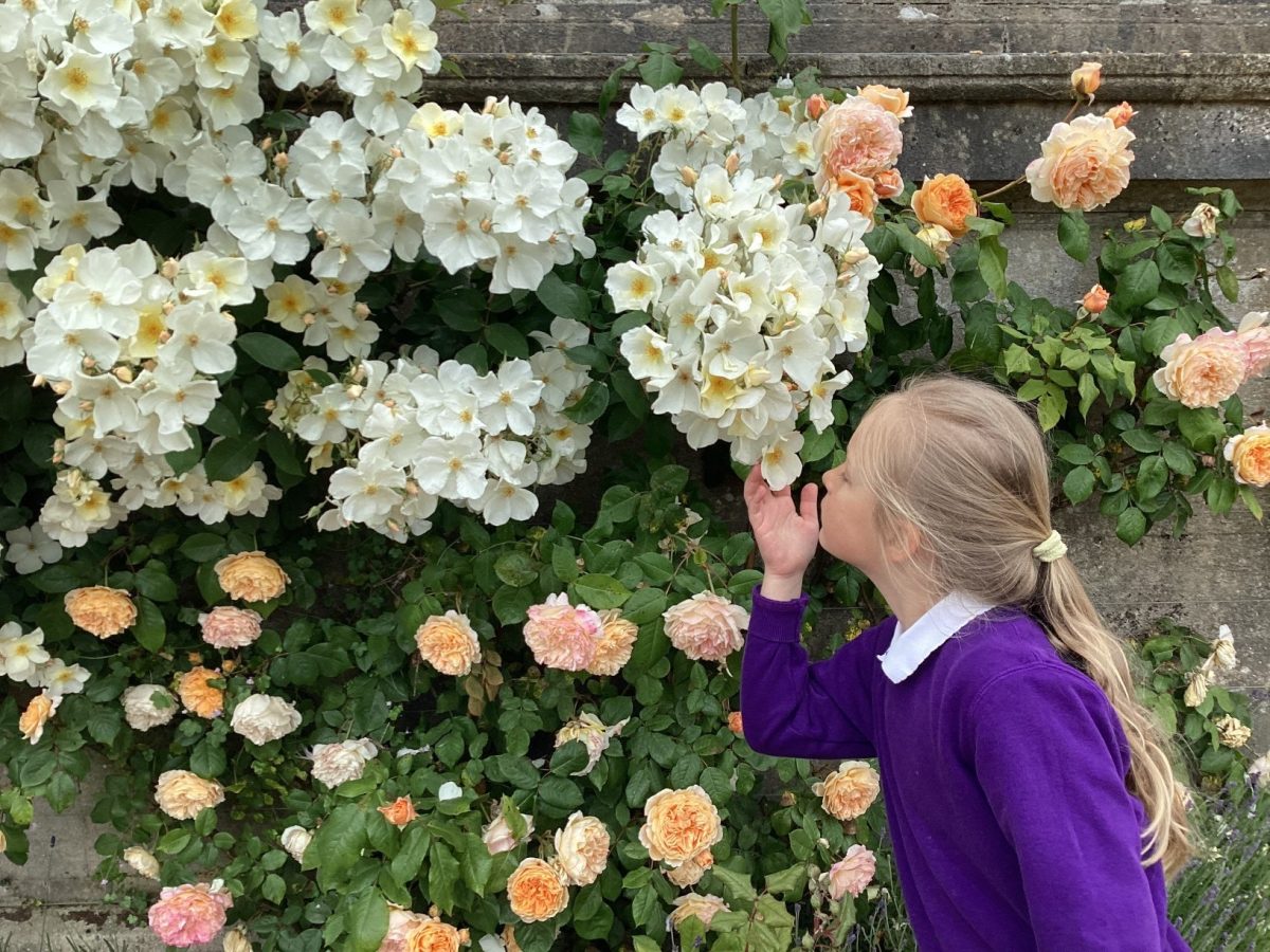 Rode and Norton St Philip School Federation | School Development Plan